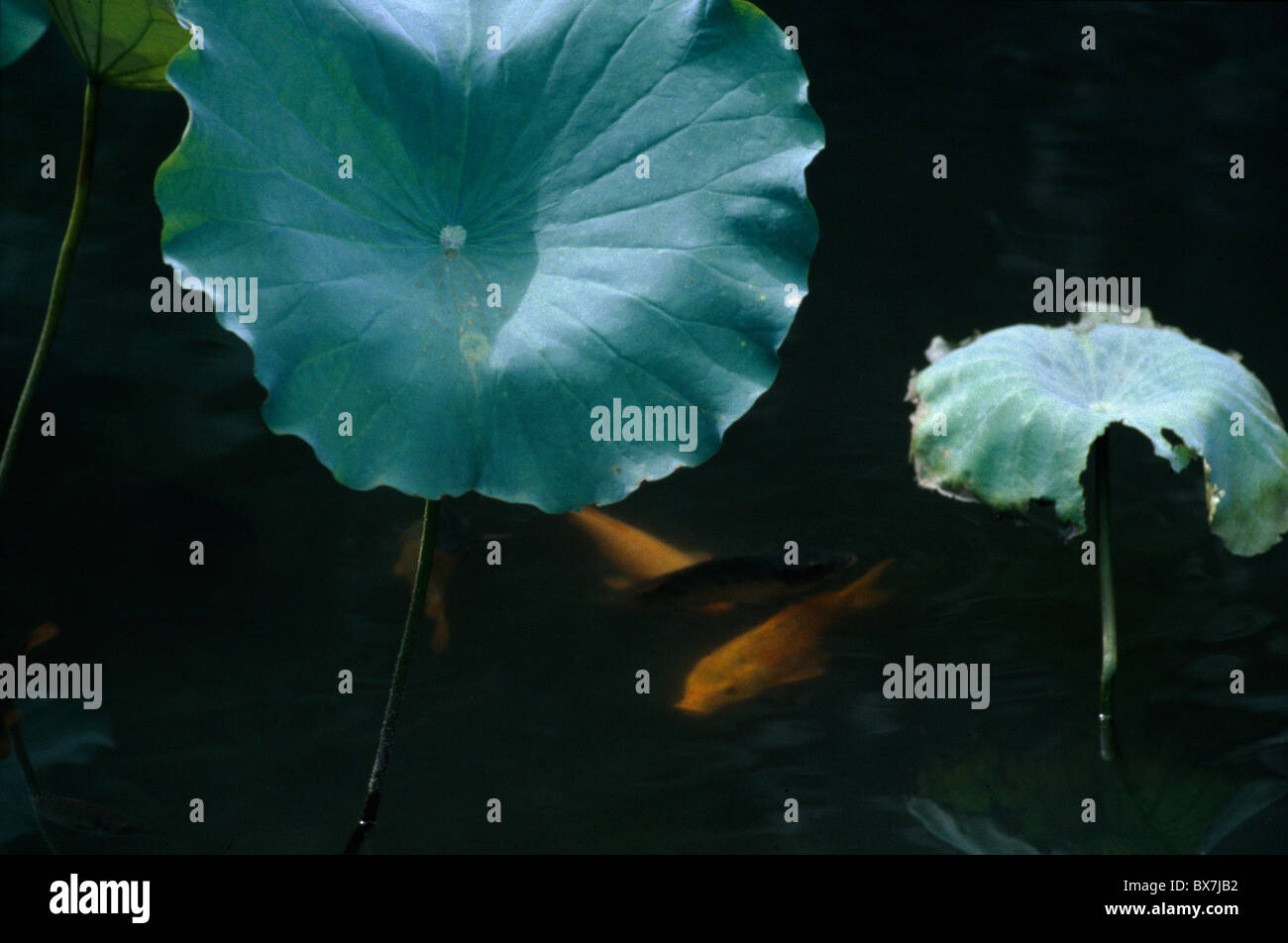 Flora garden macau hi-res stock photography and images - Alamy