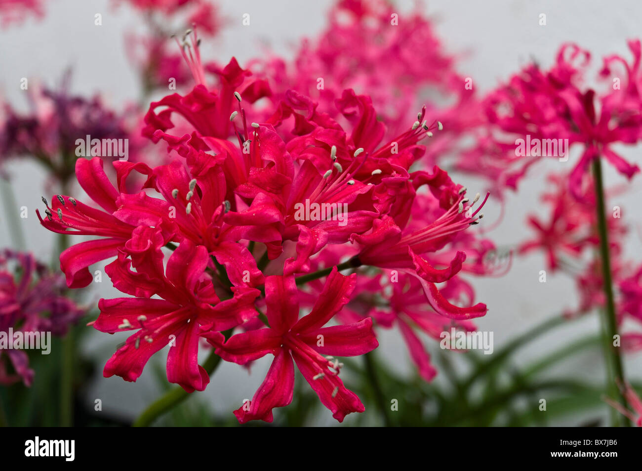 dh Guernsey lily LILIES GUERNSEY Bunches of Guernsey lilies displayed ...
