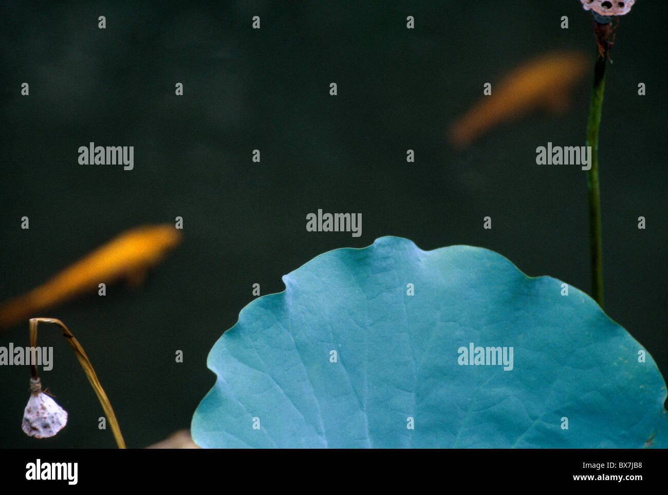 Lotus and Goldfish in Lou Lim Ioc -Garden, Macau, China Stock Photo - Alamy