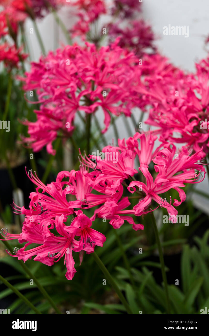 dh Guernsey lily LILIES GUERNSEY Bunches of Guernsey lilies displayed ...