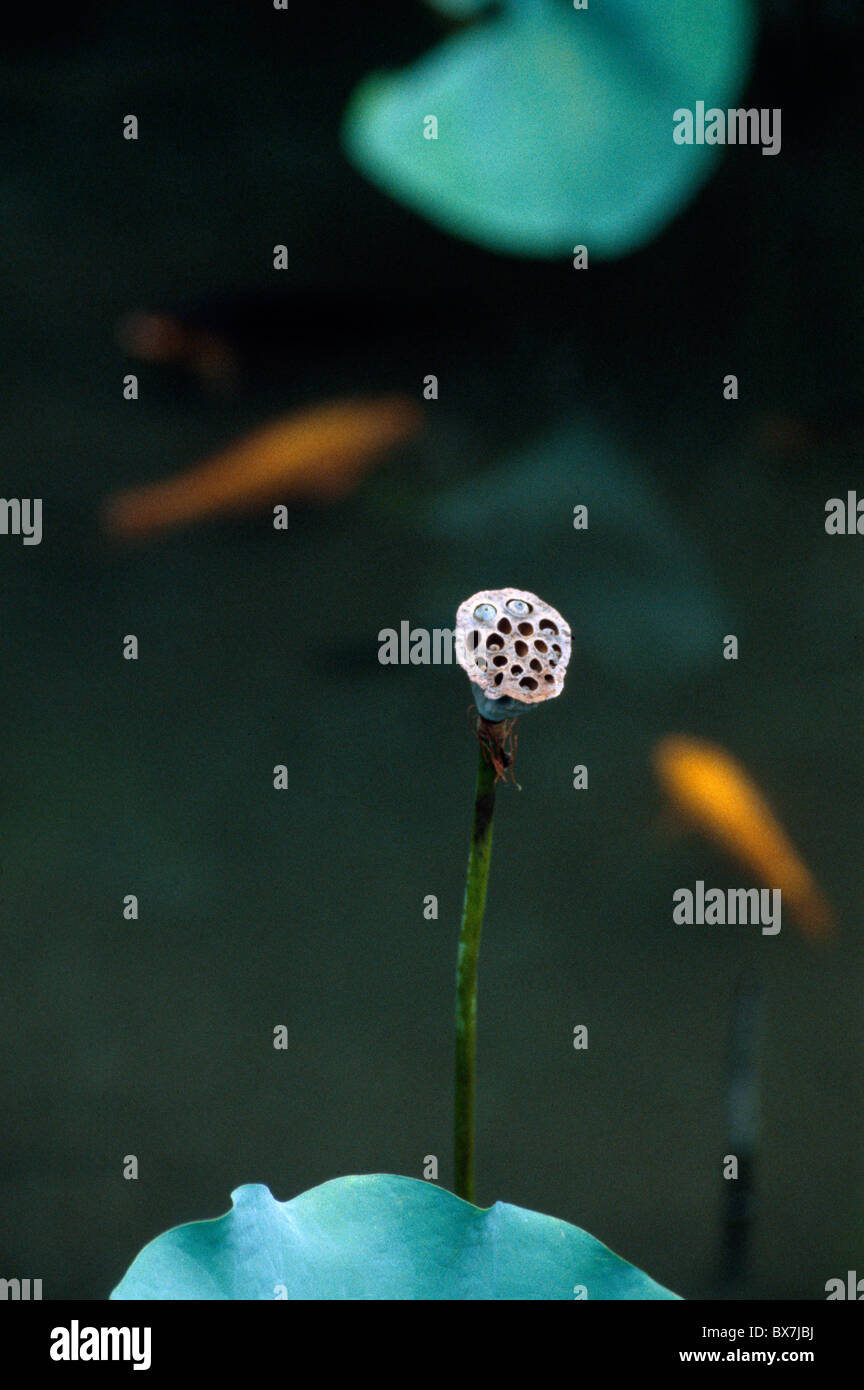 Lotus and Goldfish in Lou Lim Ioc -Garden, Macau, China Stock Photo - Alamy