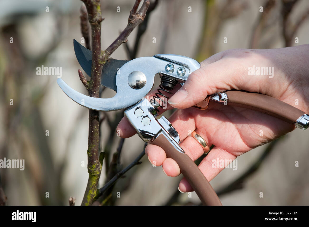 A gardener using some secateurs or pruning shears to trim plants in the ...