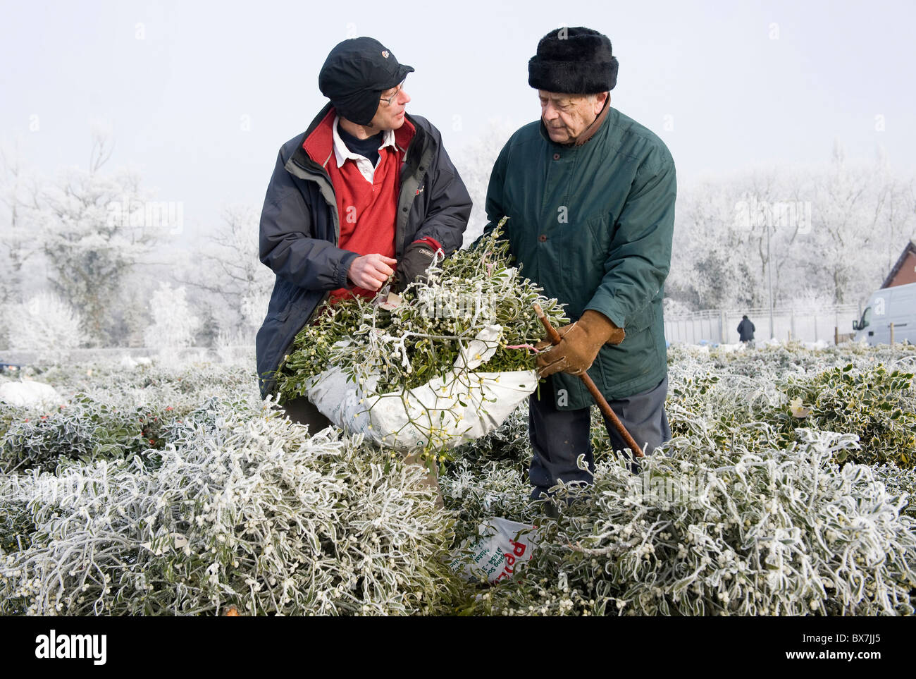 Tenbury Wells annual Christmas Mistletoe and Holly Auction Stock Photo ...
