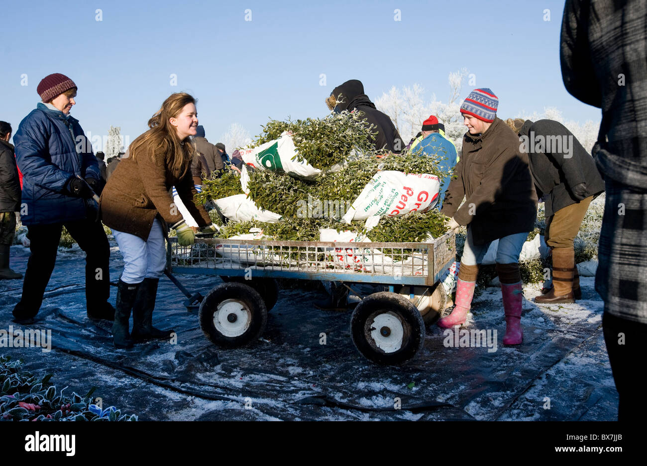 Tenbury Wells annual Christmas Mistletoe and Holly Auction Stock Photo ...