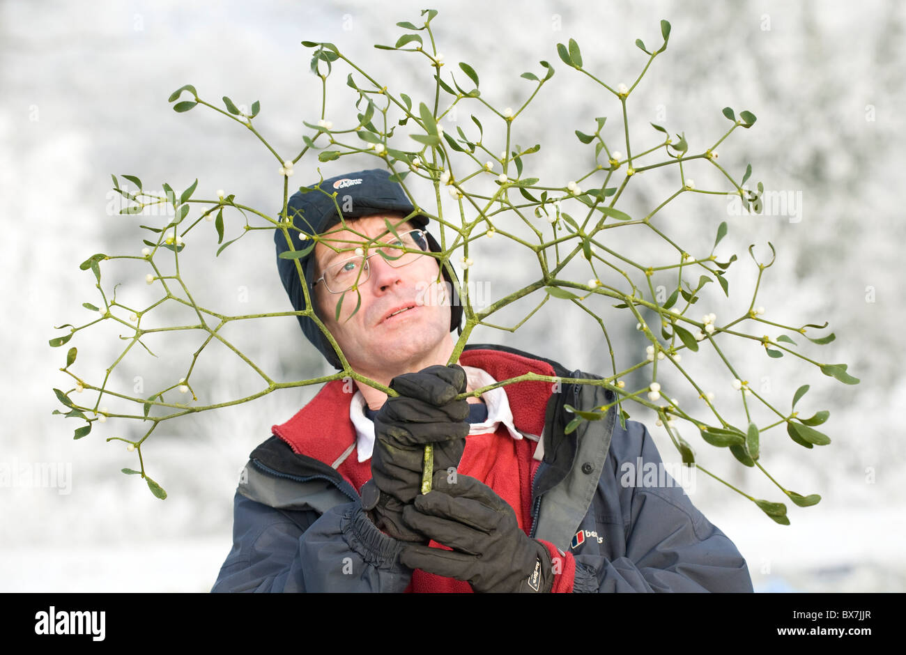 Tenbury Wells annual Christmas Mistletoe and Holly Auction Stock Photo ...