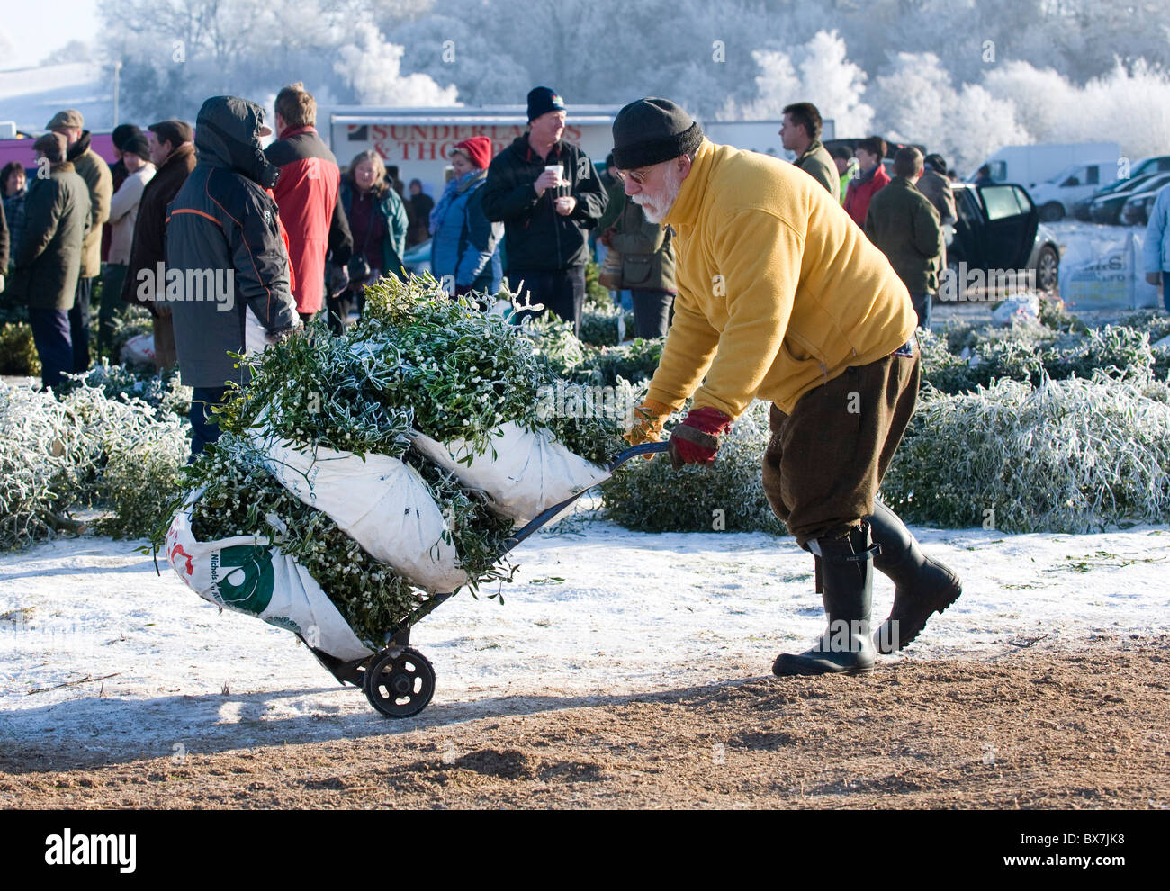 Tenbury Wells annual Christmas Mistletoe and Holly Auction Stock Photo ...