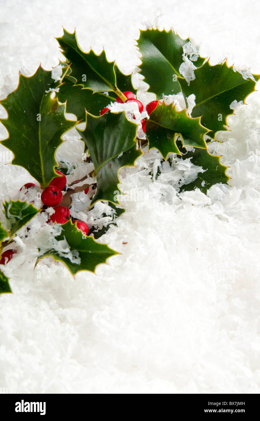 Holly in snow with sparkling background Stock Photo - Alamy