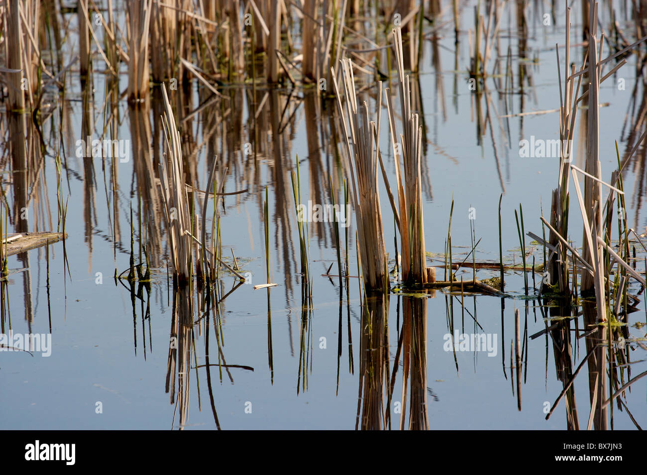 Detail of a swamp with some reed Stock Photo - Alamy