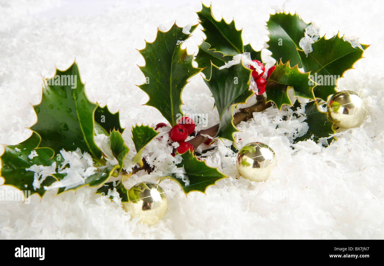 Holly in snow with sparkling background Stock Photo - Alamy
