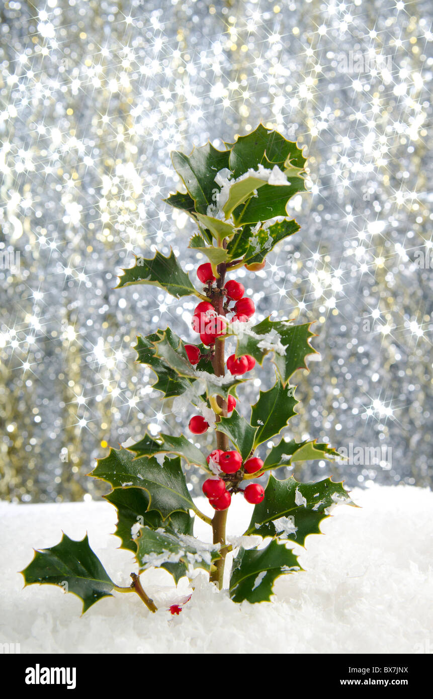 Holly in snow with sparkling background Stock Photo - Alamy