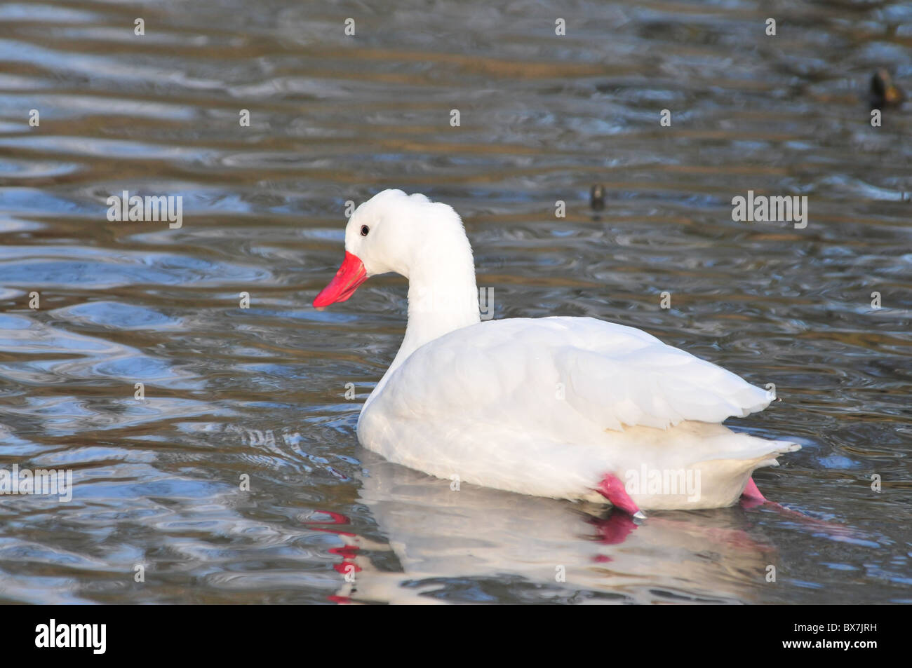 Coscoroba swan hi-res stock photography and images - Alamy