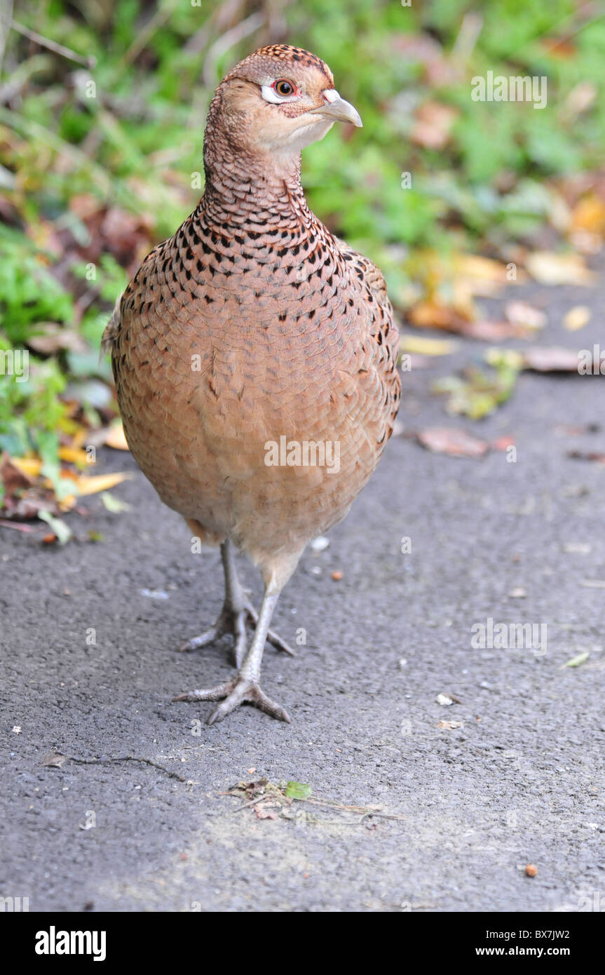 Female Pheasant High Resolution Stock Photography and Images - Alamy