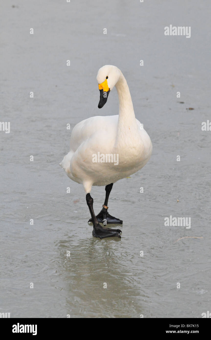 Bewick's swan on ice Stock Photo - Alamy