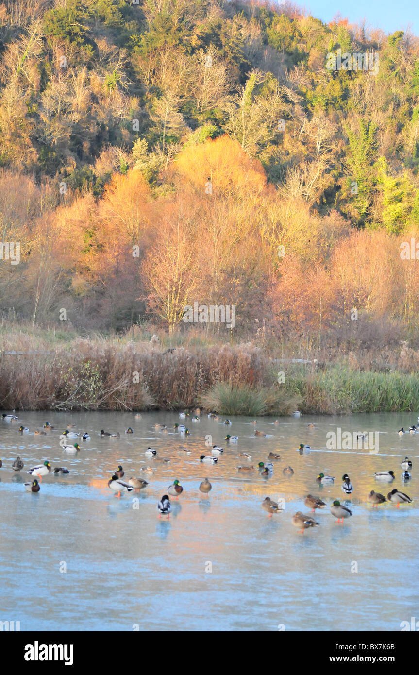 Birds on ice lake hi-res stock photography and images - Alamy