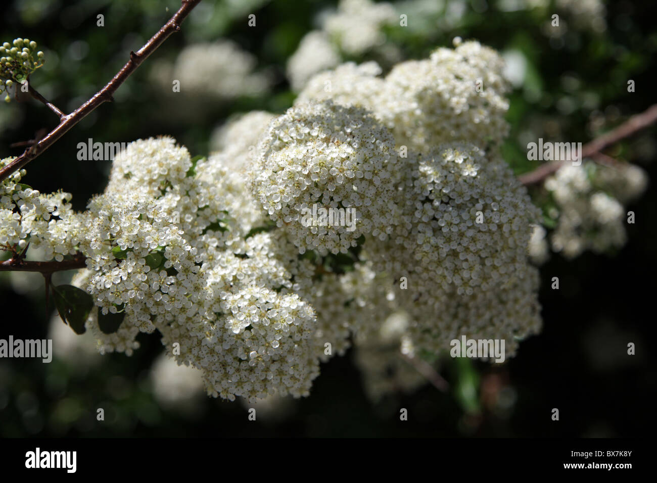 white flowers in westerpark Stock Photo - Alamy