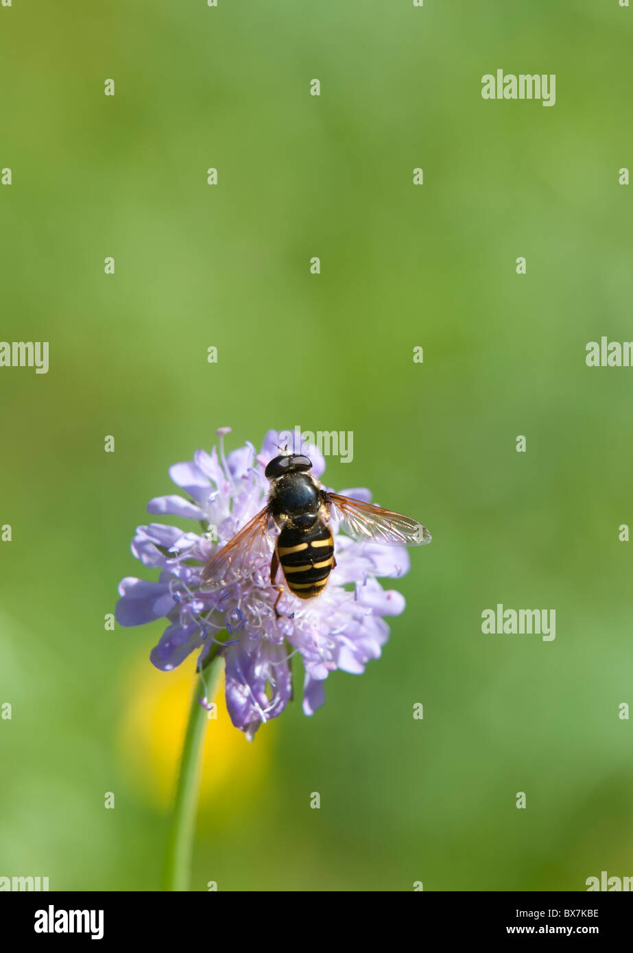 An insect pollinating flower , Finland Stock Photo - Alamy