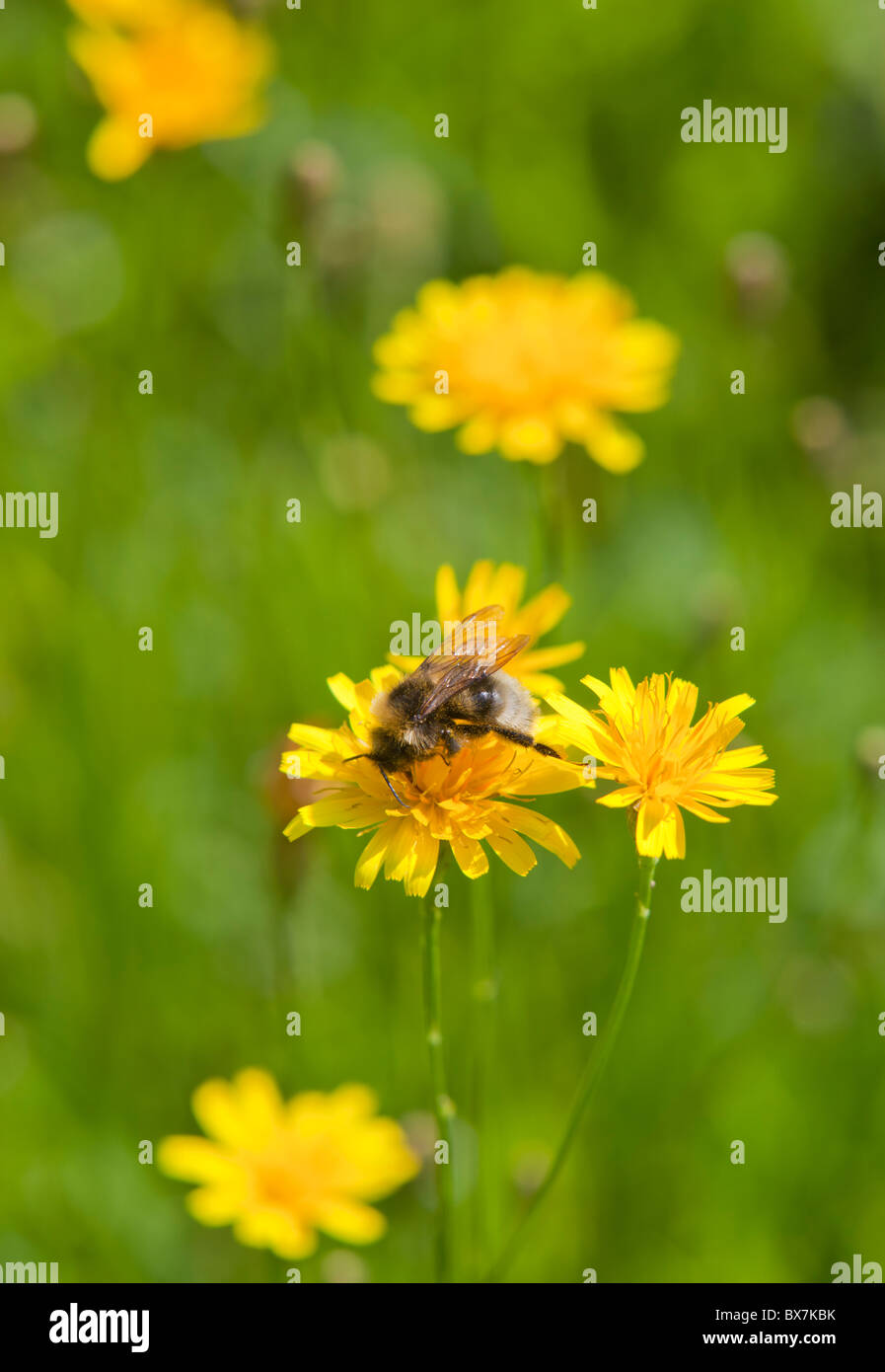 A bee pollinating yellow flower , Finland Stock Photo - Alamy