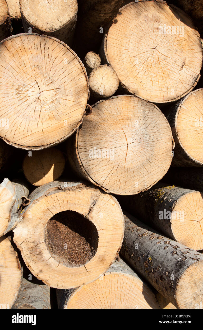The sawed ends of a aspen ( populus tremula ) logs in a pile , Finland ...