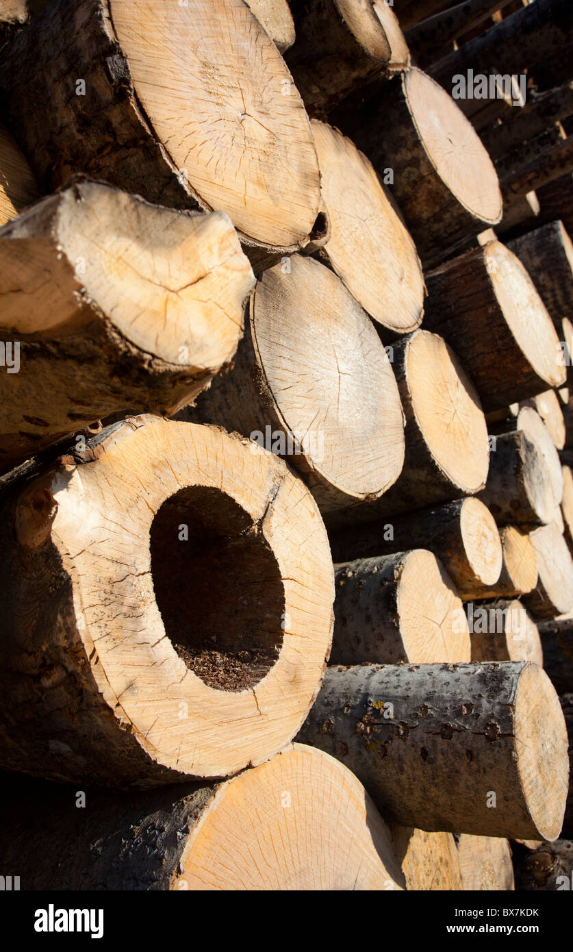 Hollow logs hi-res stock photography and images - Alamy
