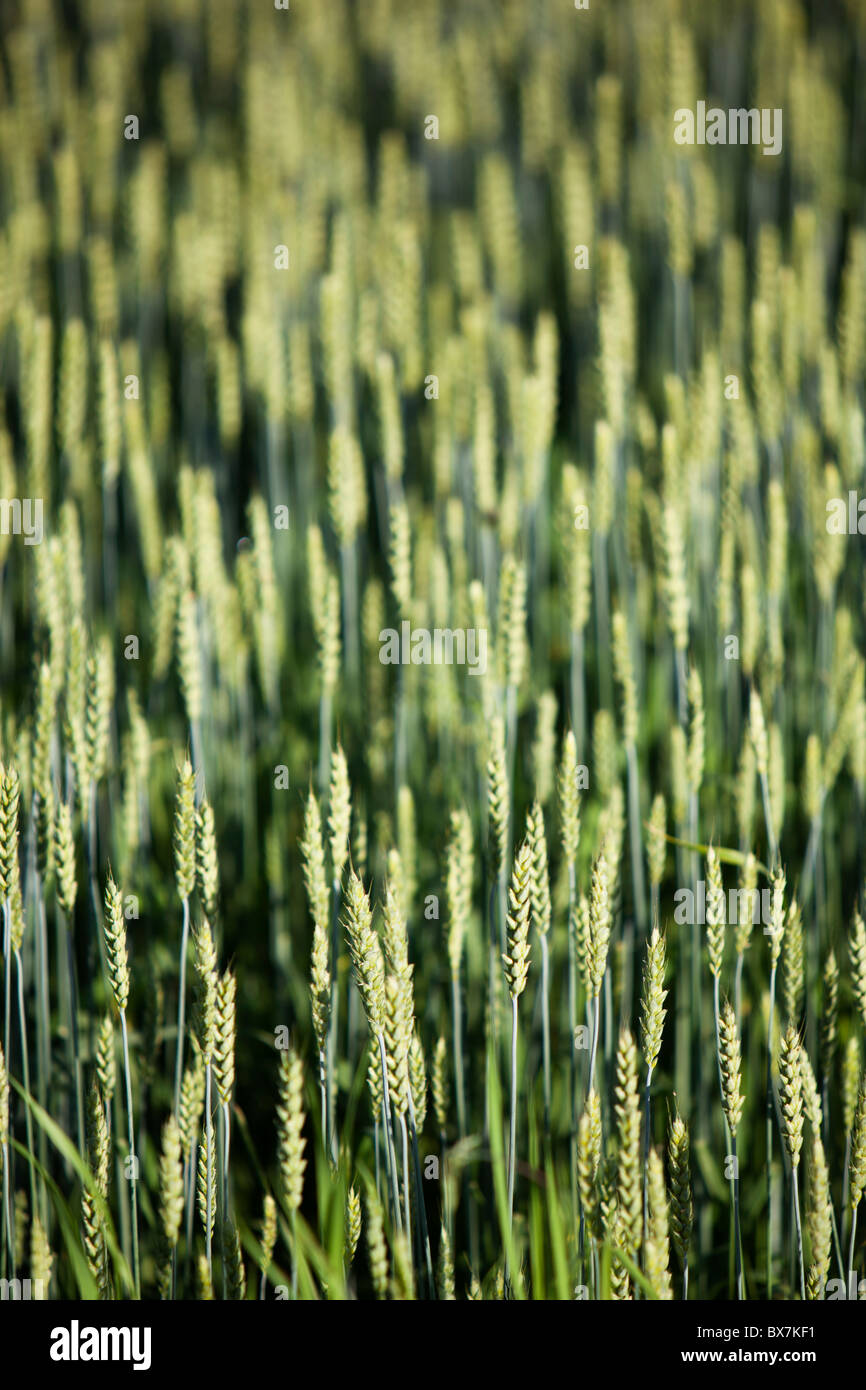 Closeup of growing bread wheat ears ( Triticum aestivum ) , Finland ...