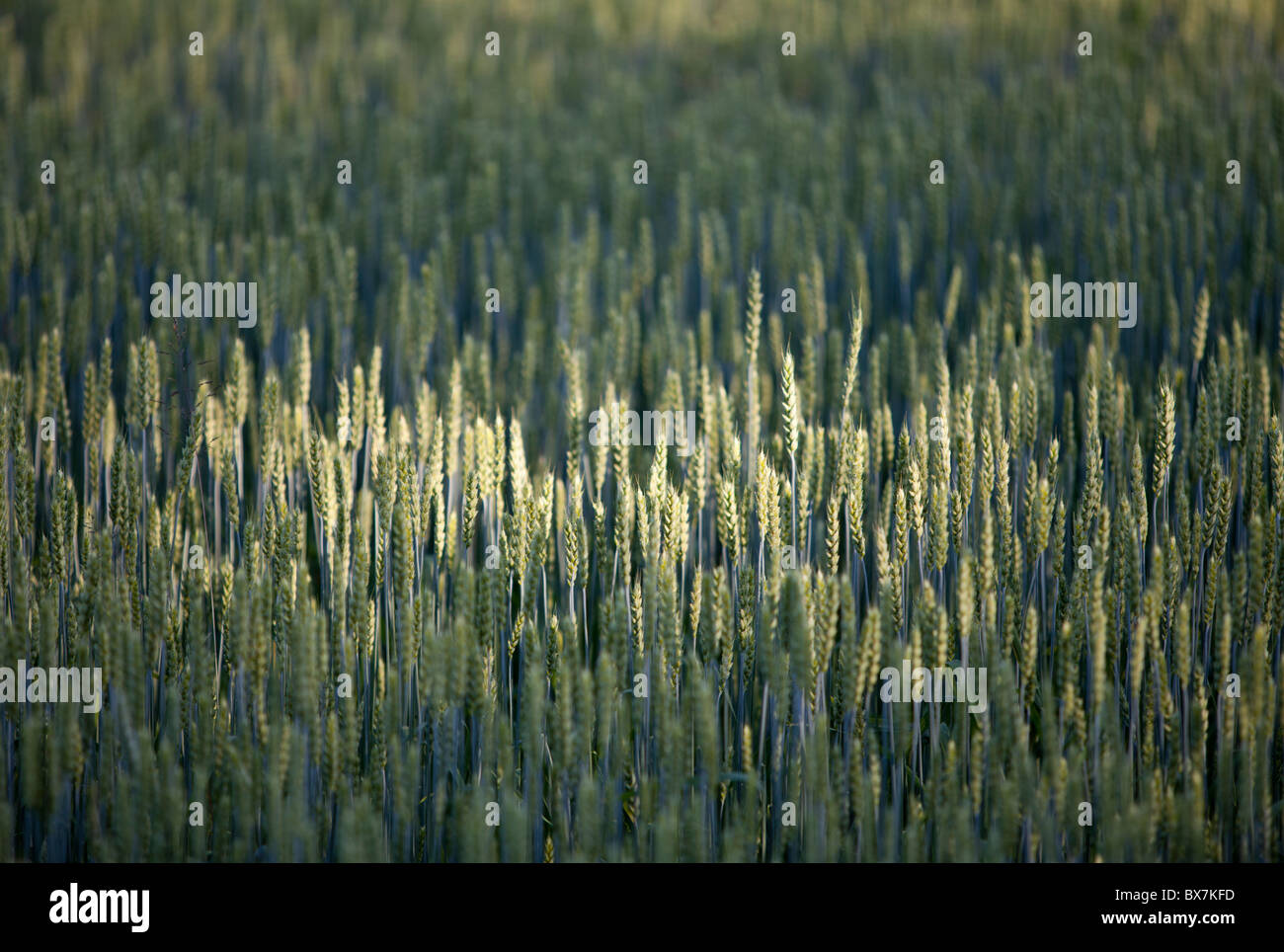 Growing bread wheat ears ( Triticum aestivum ) , Finland Stock Photo ...