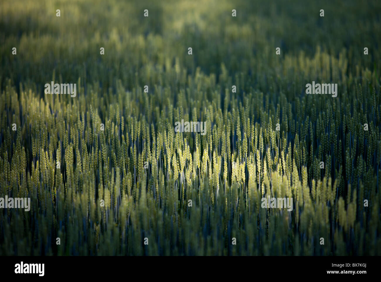 Growing bread wheat ears ( Triticum aestivum ) , Finland Stock Photo ...