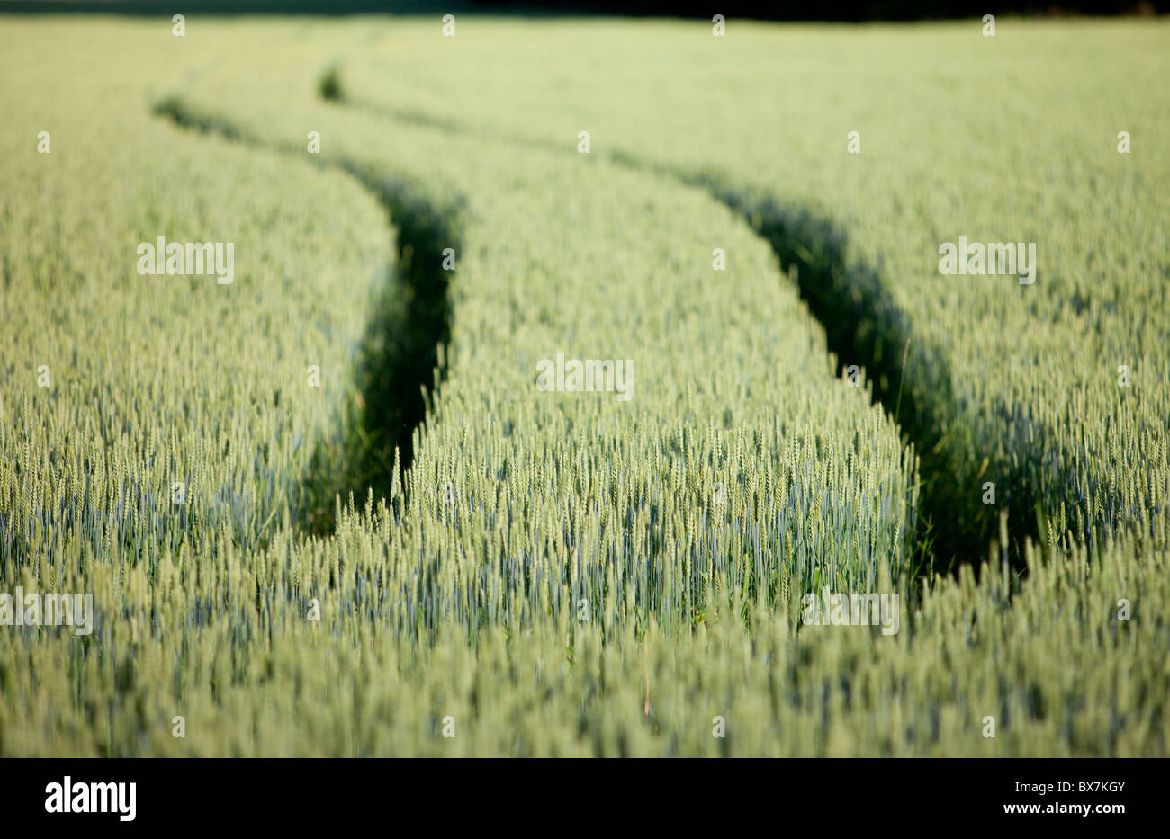 Field filled with growing bread wheat ( Triticum aestivum ) , Finland ...