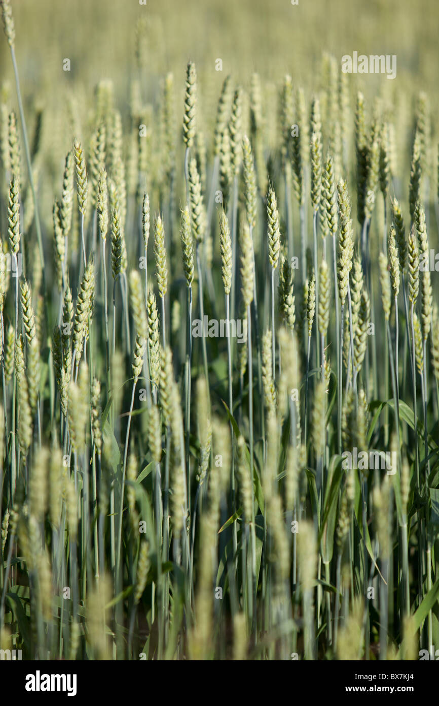 Vertical triticum aestivum hi-res stock photography and images - Alamy