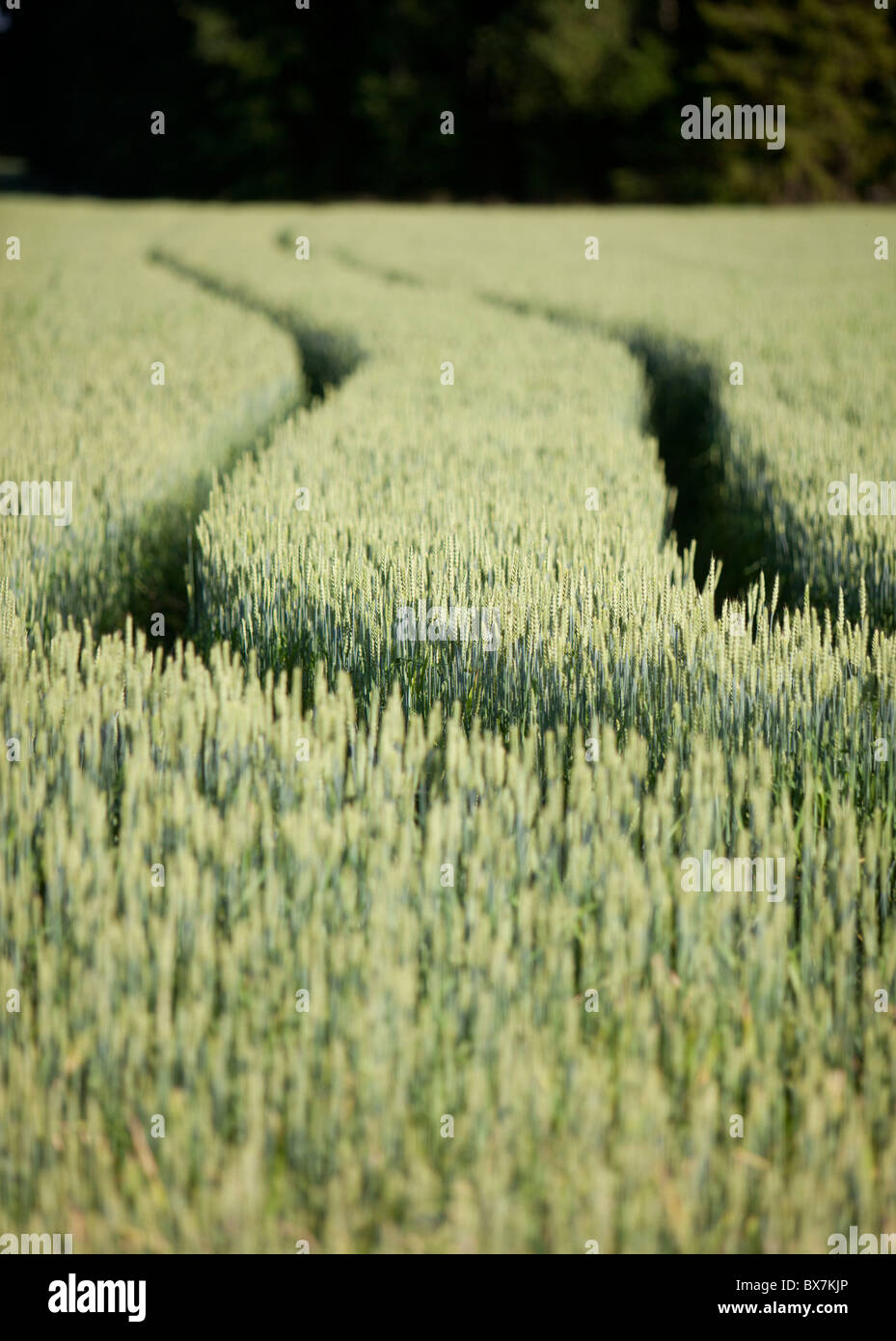 Tractor tracks on corn field filled with bread wheat ( Triticum ...