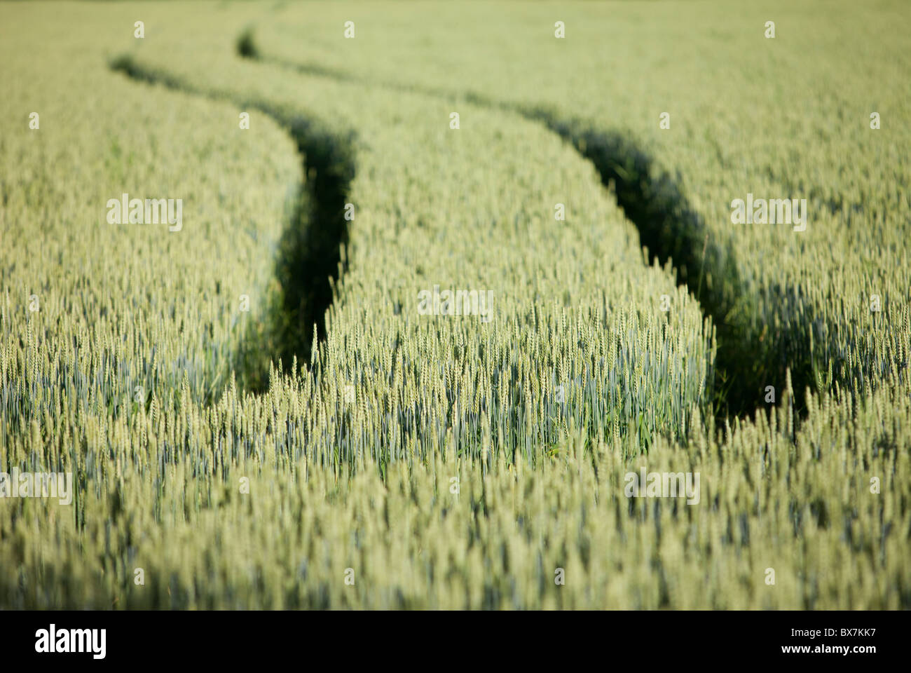 Tractor tracks on corn field filled with bread wheat ( Triticum ...