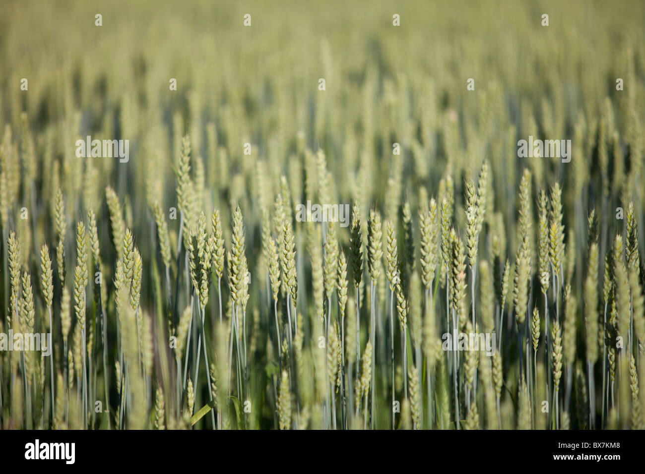 Triticum Aestivum High Resolution Stock Photography and Images - Alamy