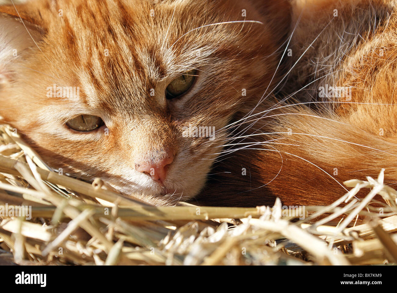 Portrait of ginger cat laying on straw Stock Photo - Alamy