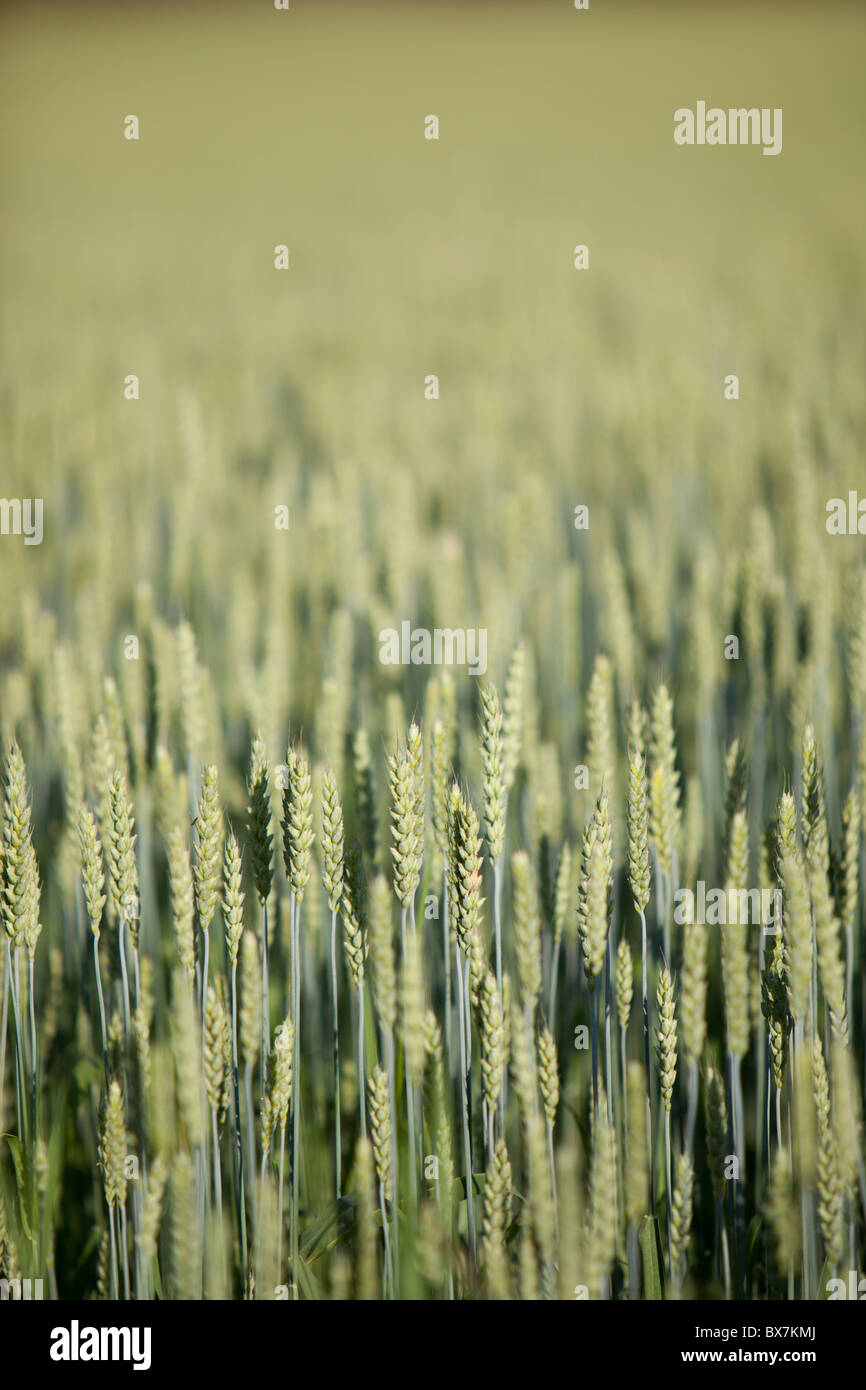 Closeup of growing bread wheat ears ( Triticum aestivum ) , Finland ...