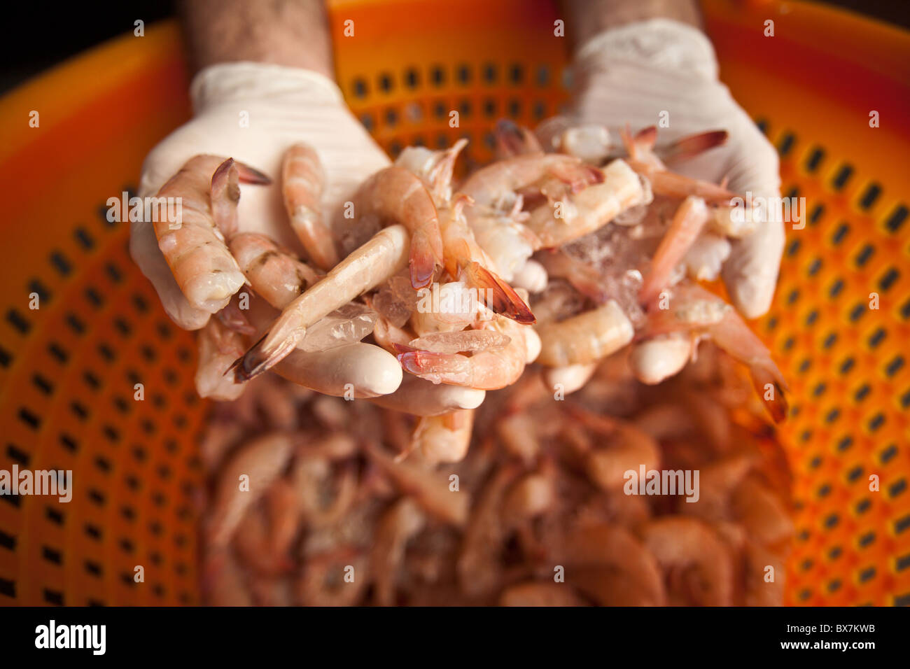 Pink shrimp and hands hi-res stock photography and images - Alamy