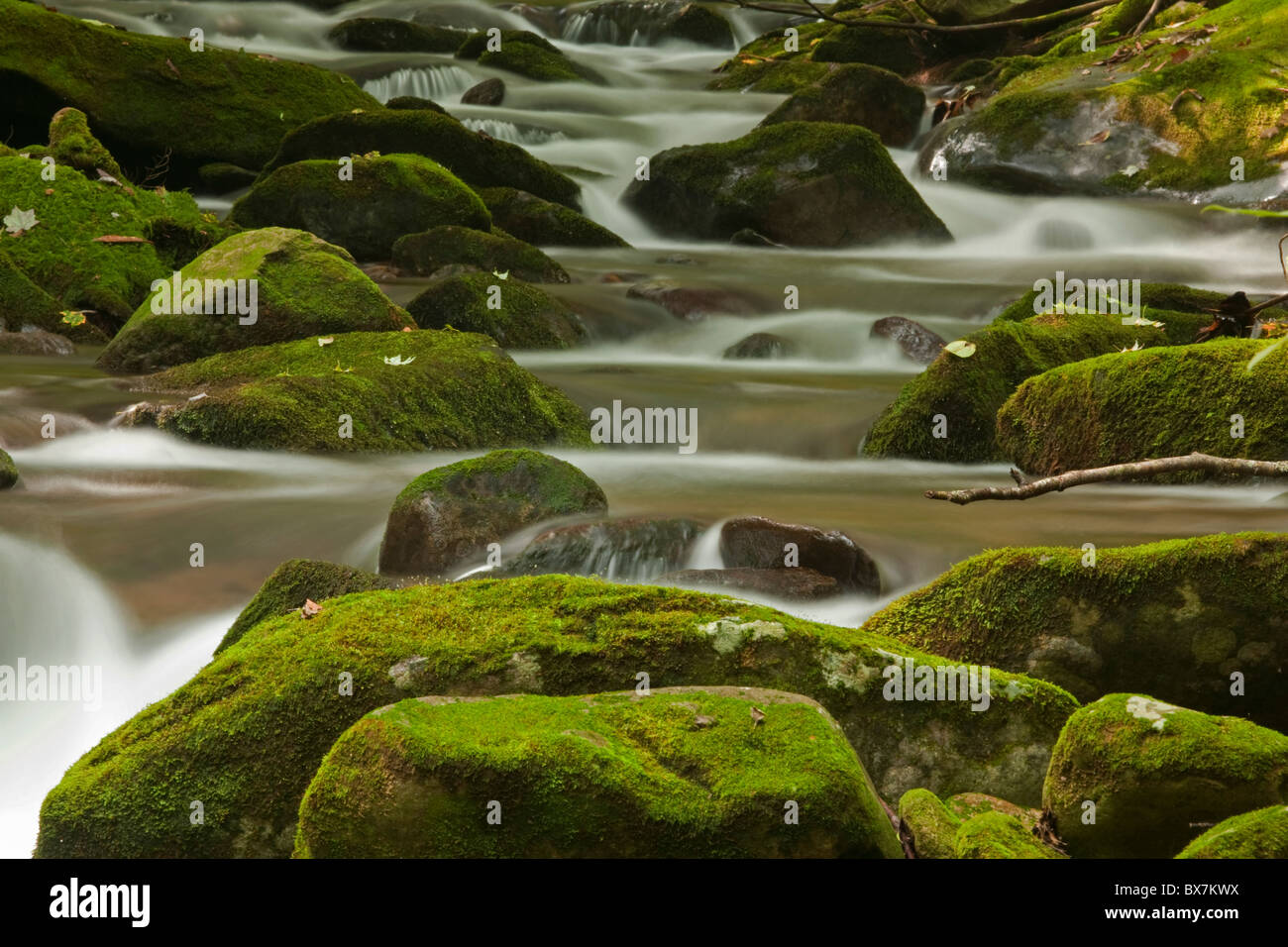 Cosby Creek, Great Smoky Mountains National Park, TN Stock Photo - Alamy