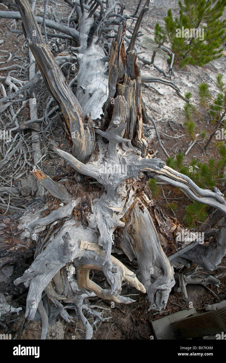 Yellowstone National Park Stock Photo - Alamy