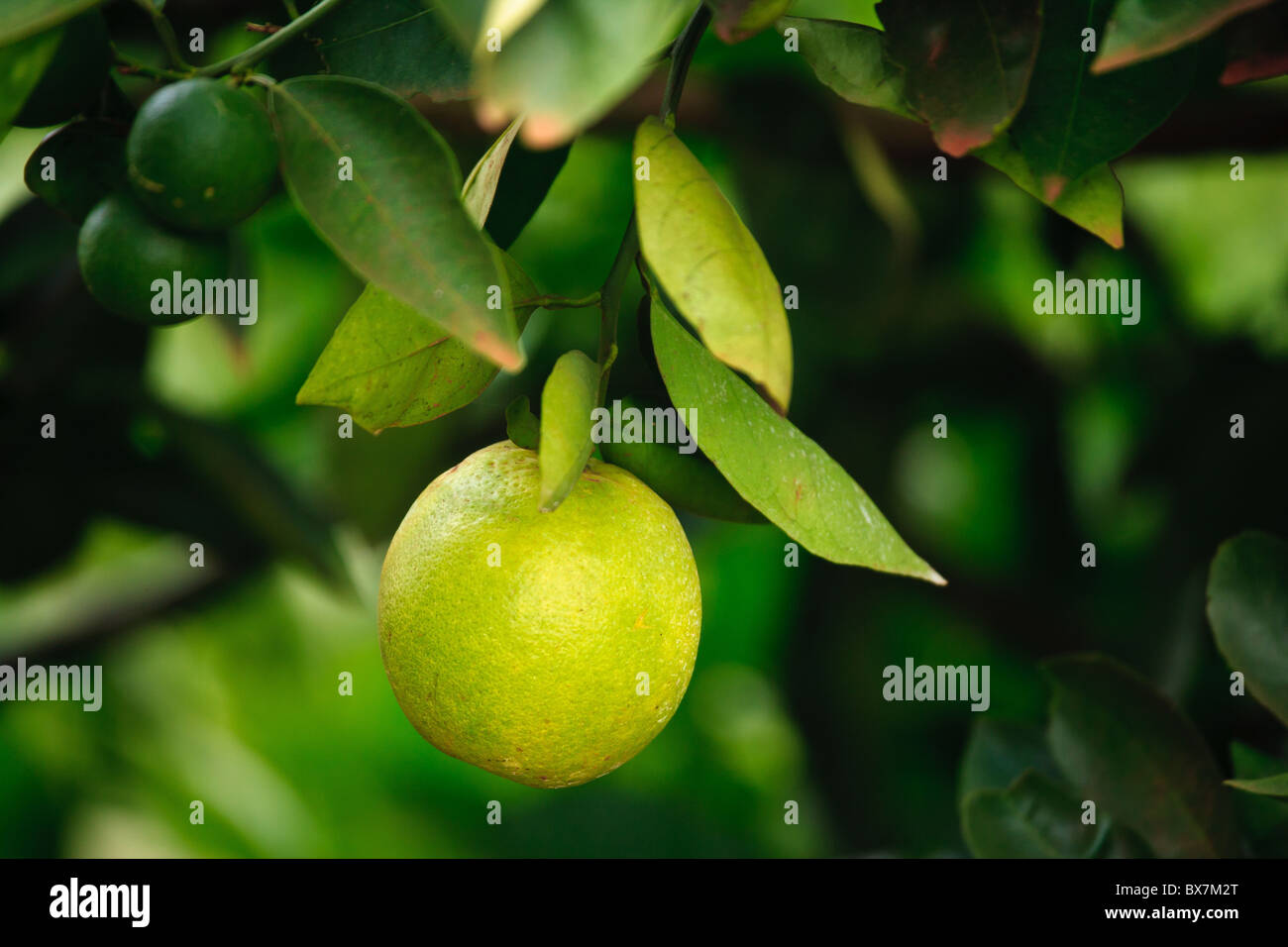 Lime tree hi-res stock photography and images - Alamy