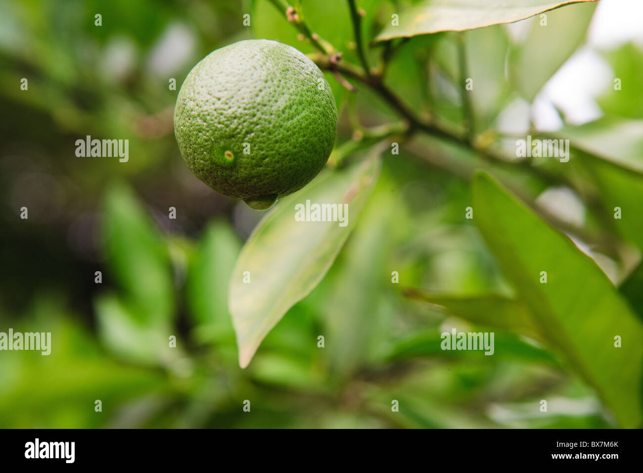Lemon wood tree hi-res stock photography and images - Alamy