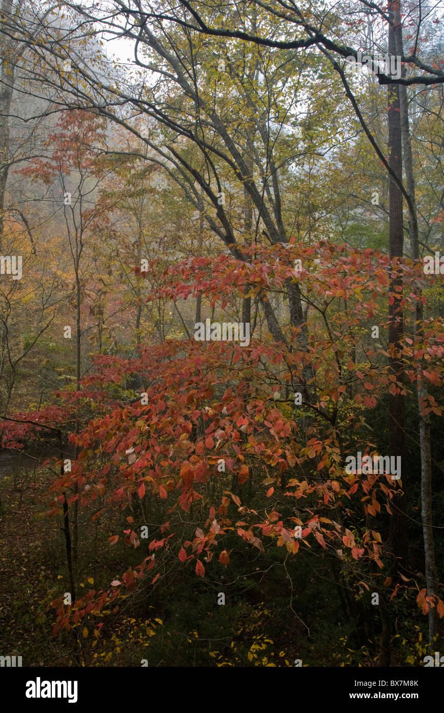 Autumn, Great Smoky Mountains National Park, TN Stock Photo - Alamy