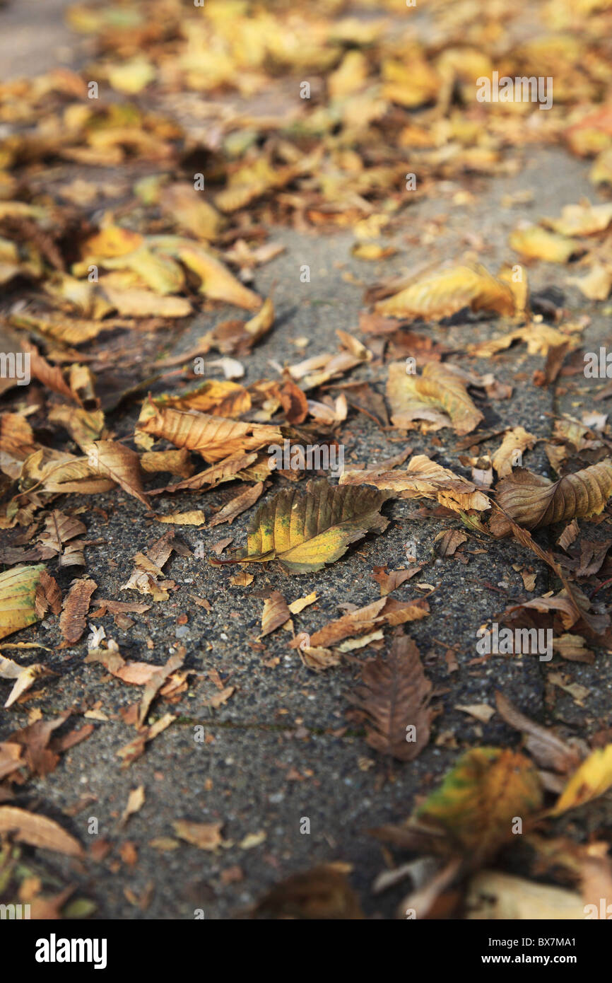 Falling leaves lying on pedestrian path Stock Photo - Alamy