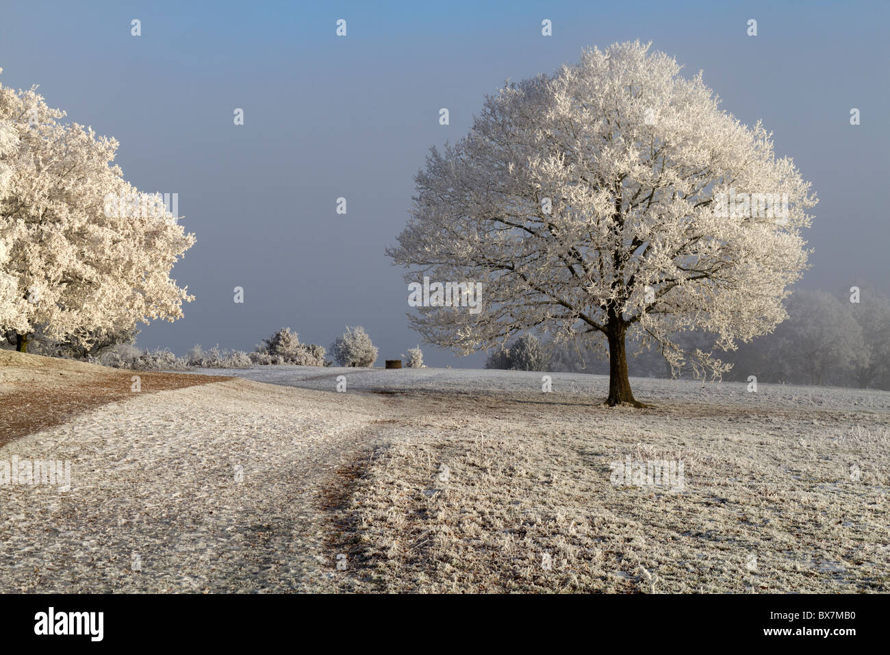 Hoar frost on trees hi-res stock photography and images - Alamy