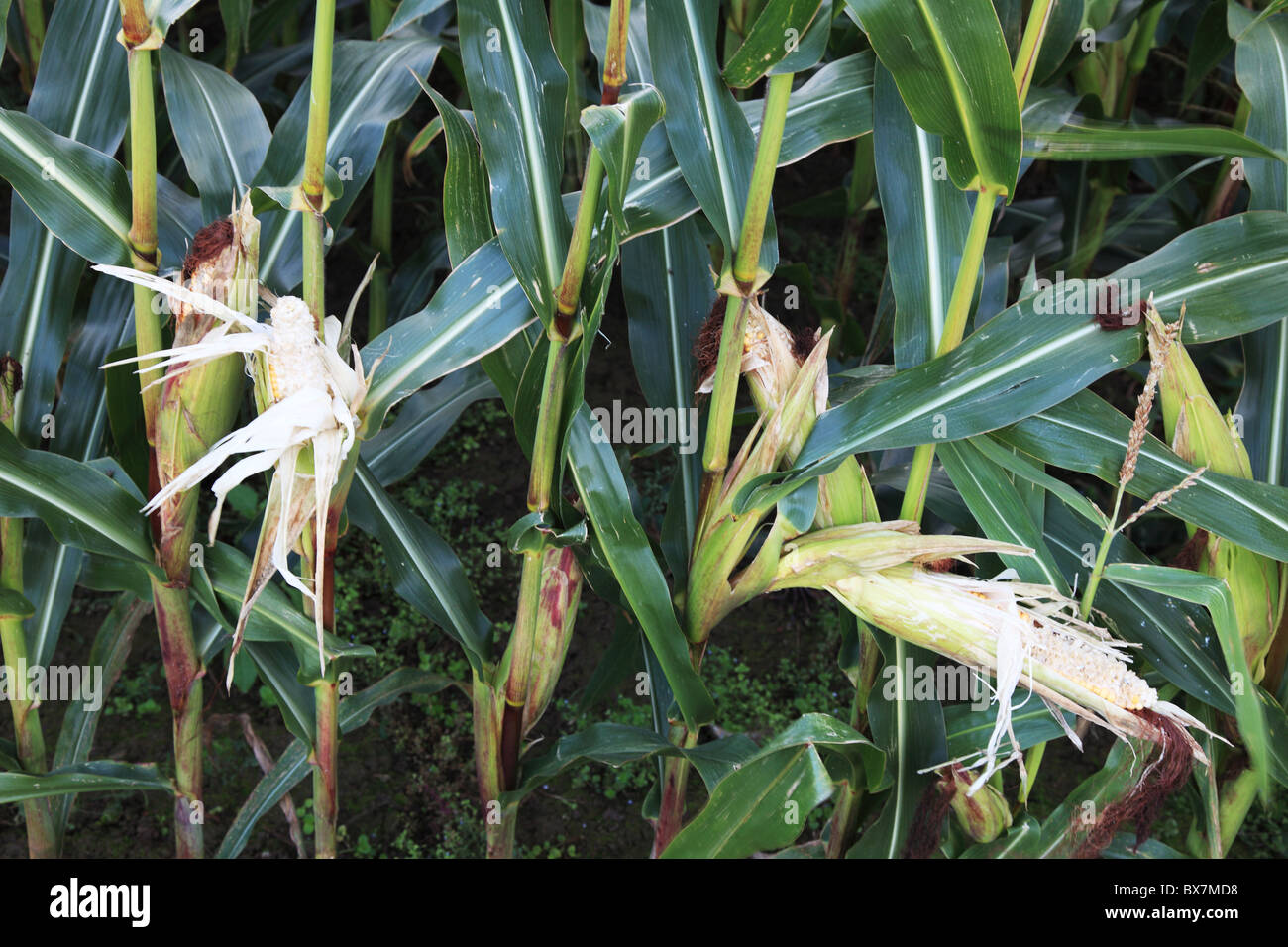 Damaged corn plant on cornfield Stock Photo - Alamy