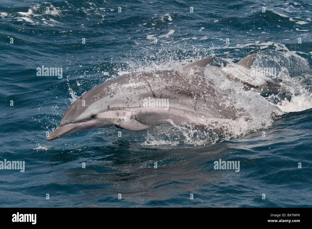 Porpoising dolphin hi-res stock photography and images - Alamy