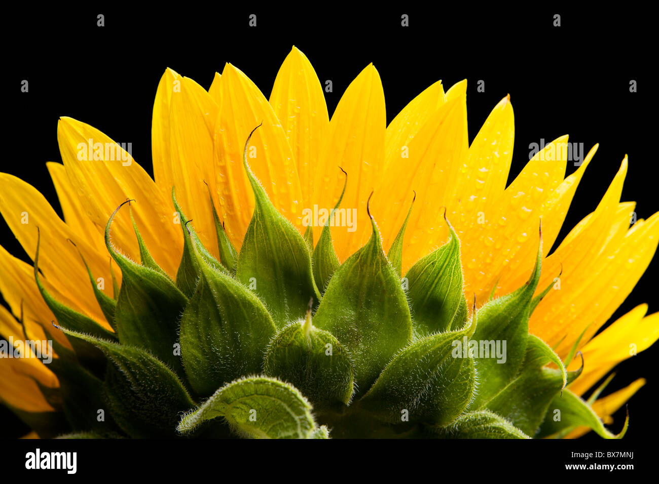 Sunflower Stem High Resolution Stock Photography and Images - Alamy