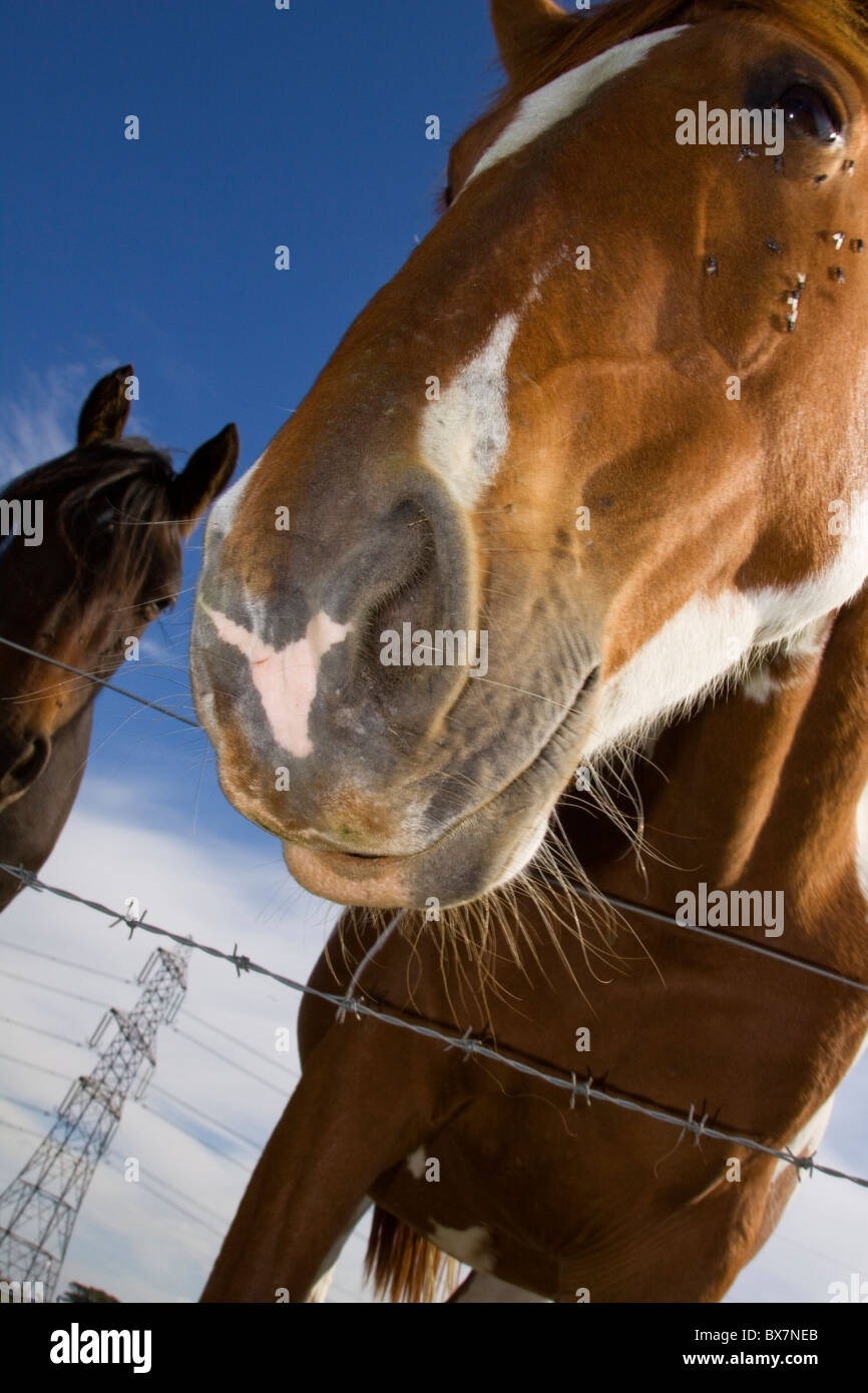 quirky wide angle view of horse looking down at camera Stock Photo - Alamy