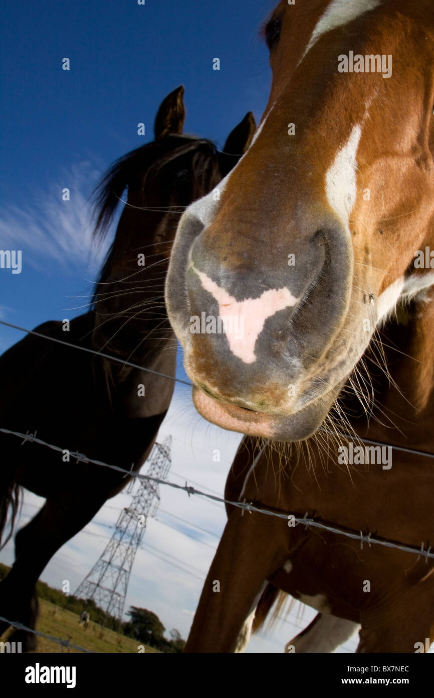 Horse looking into the camera hi-res stock photography and images - Alamy