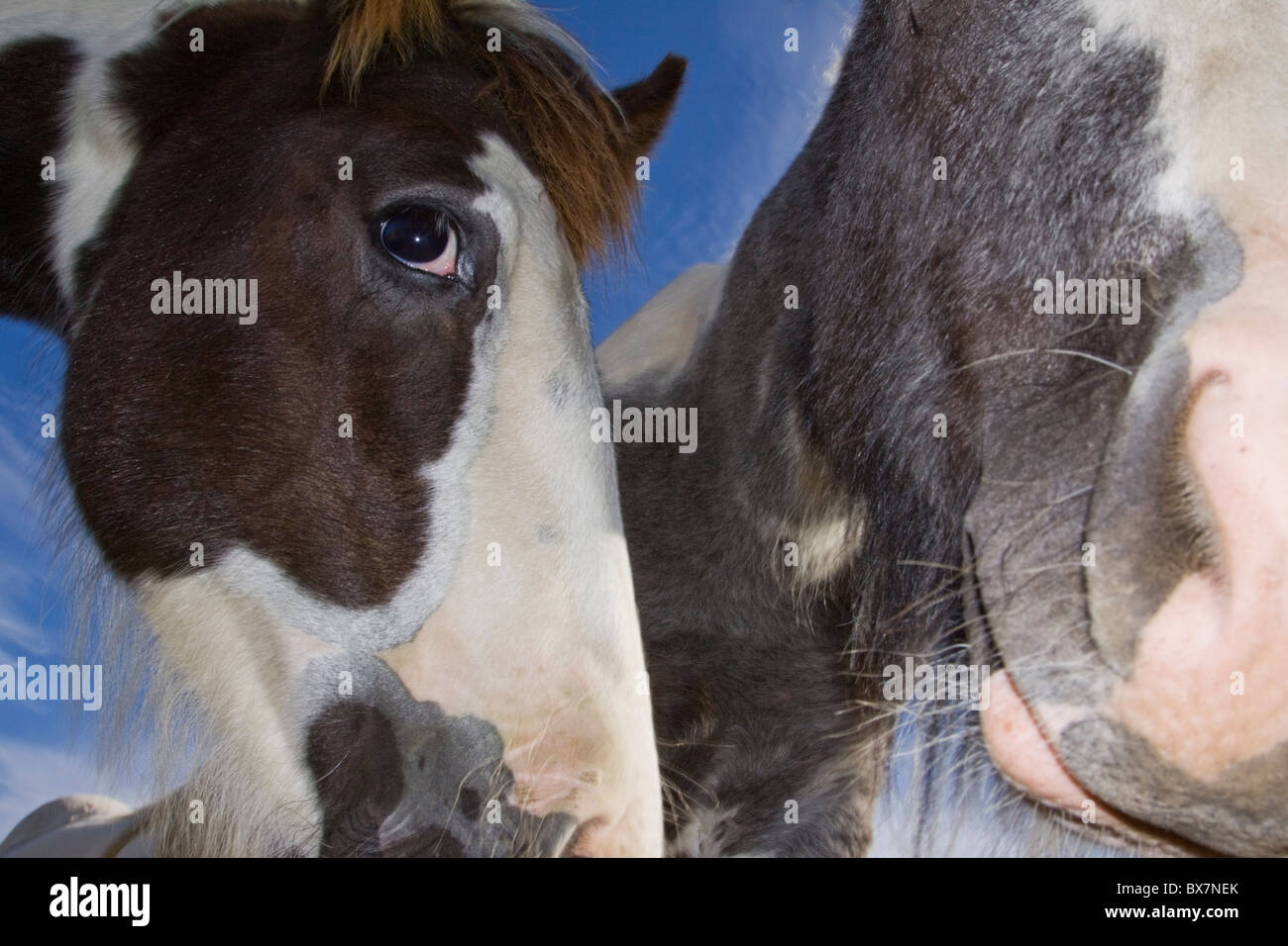 quirky wide angle view of two horse heads looking down at camera Stock ...