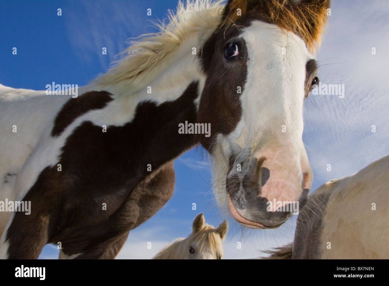 quirky wide angle view of horse looking down at camera Stock Photo - Alamy