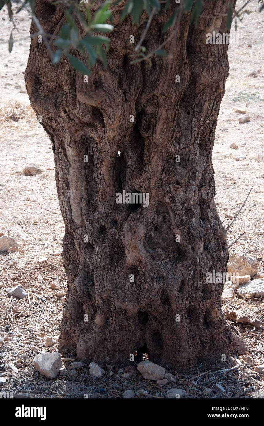 An ancient Olive Tree Stock Photo - Alamy