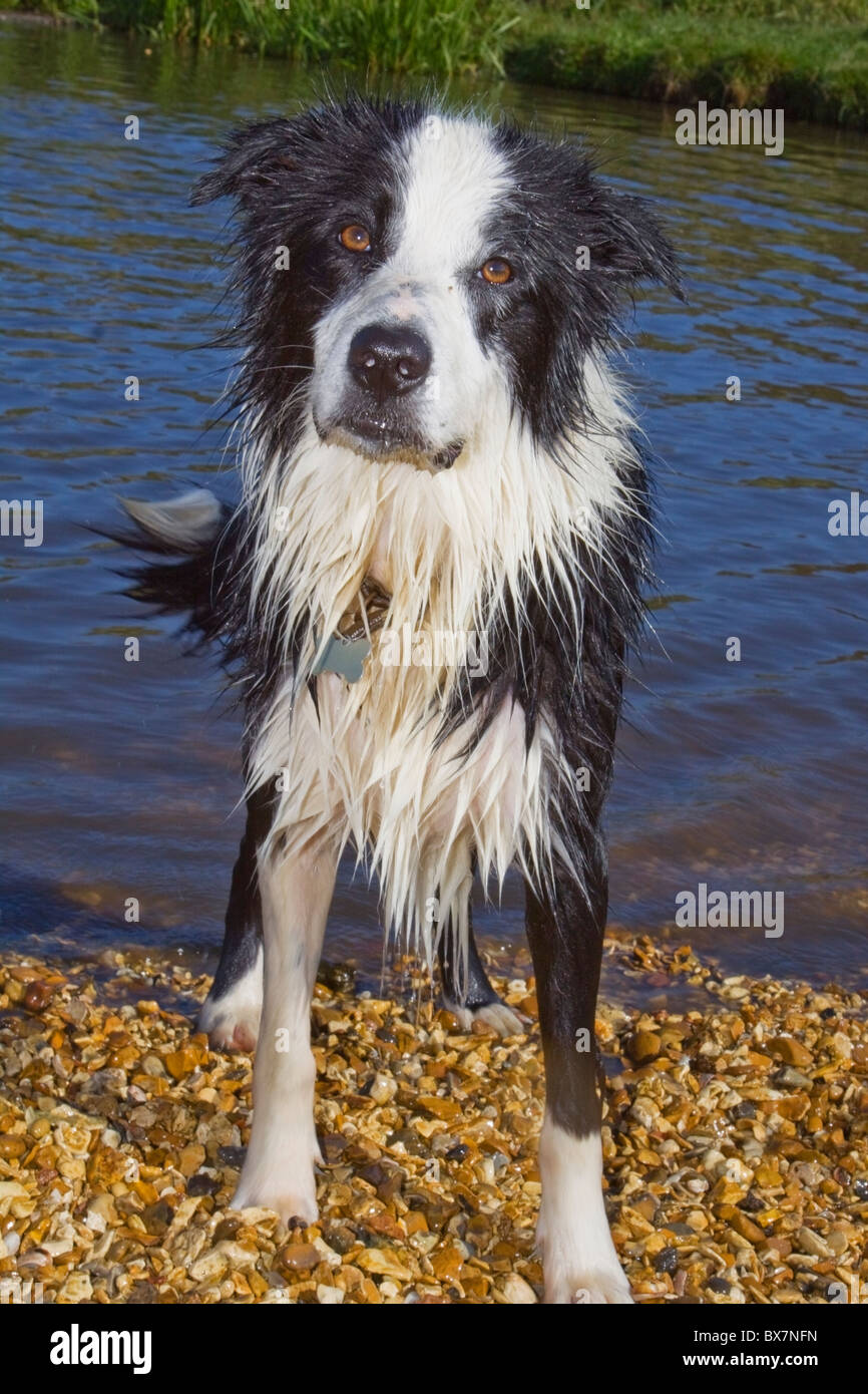 Front view of border collie standing, looking ahead Stock Photo - Alamy